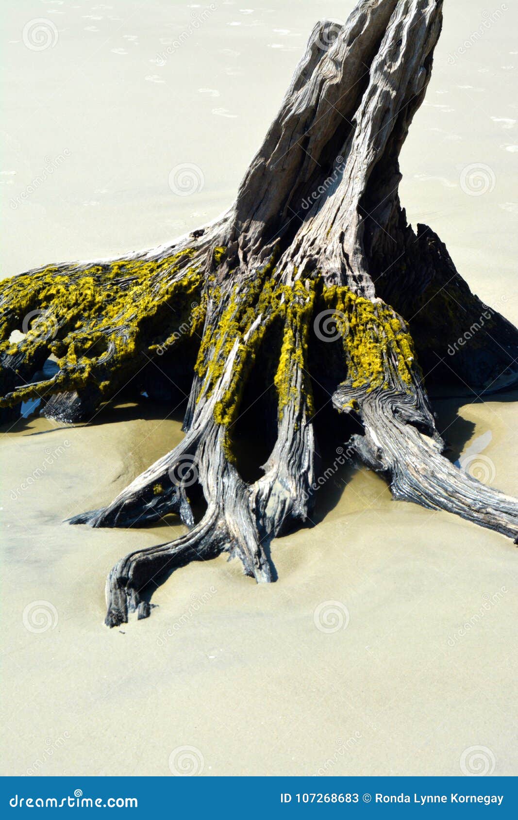 Driftwood On The Shore Of Shine Tidelands State Park On Bywater Bay ...