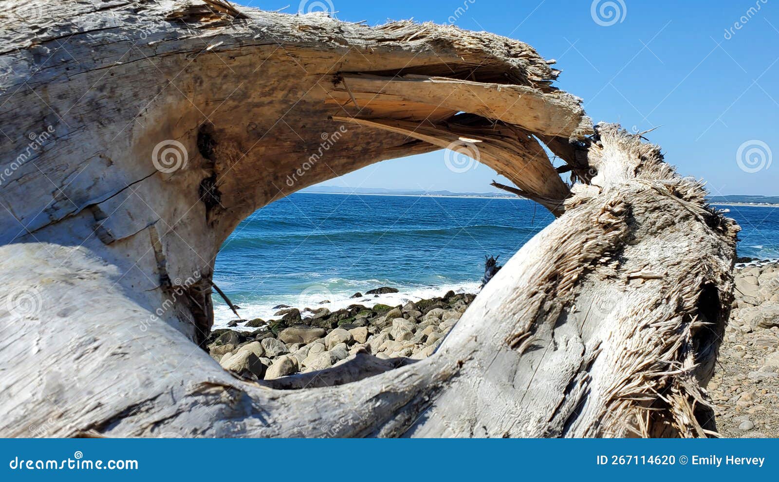 Driftwood on the Shore of the Oregon Coast Stock Photo - Image of sand ...