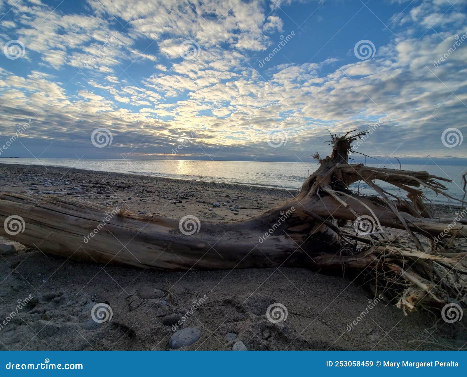 Driftwood at Sunset Beach stock image. Image of season - 253058459