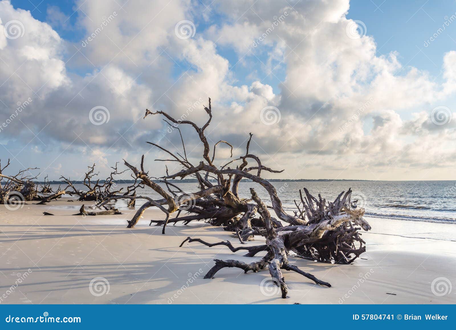 Drijfhoutstrand, Jekyll-Eiland Georgië Stock Afbeelding - Image of ...