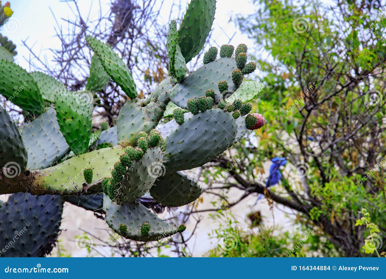 Drijvende Struik Van Eetbare Cactus in Marokko Stock Foto - Image of ...