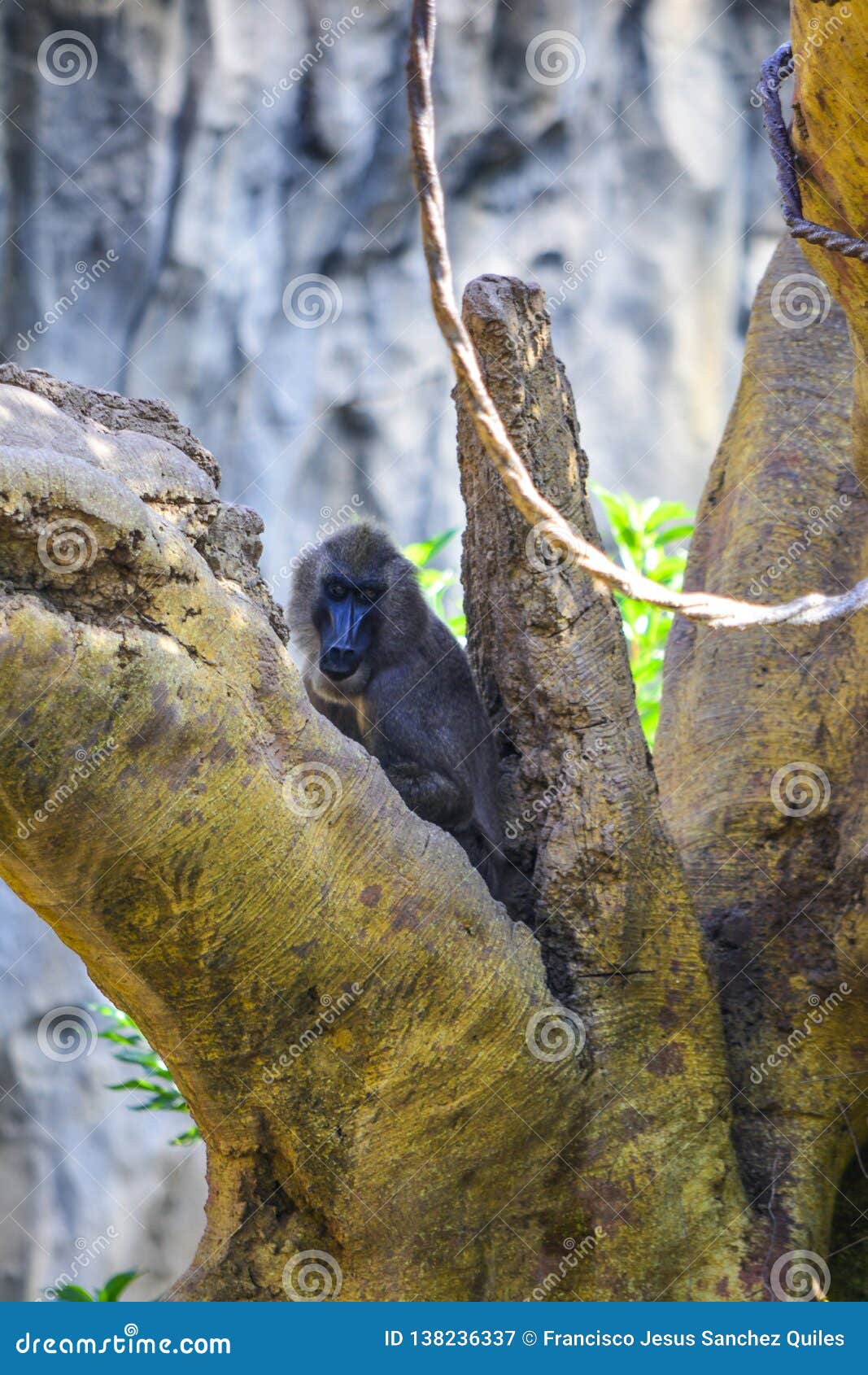 Dril Mandrillus Leucophaeus Watching from a Tree Stock Image - Image of ...
