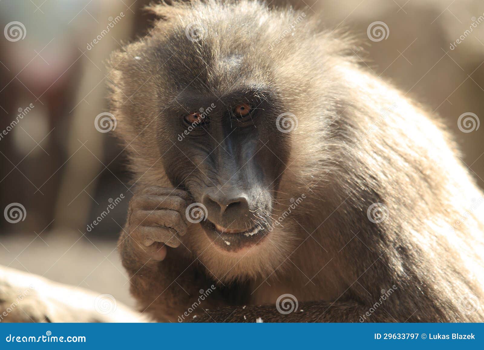 Drill stock image. Image of primate, animal, mammal, nature - 29633797