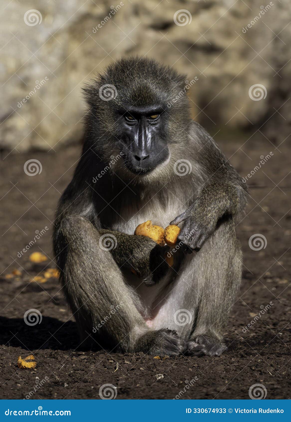 Drill Baboon Sitting and Eating Carrots on a Sunny Day Stock Image - Image of expression, hairy ...