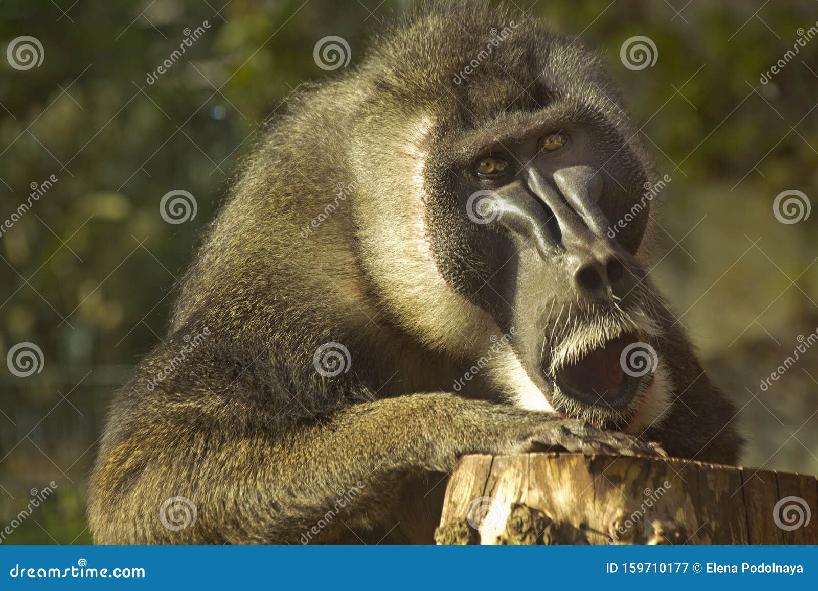 Drill Mandrillus Leucophaeus Adult Male, Pandrillus Sanctuary, Monkey ...
