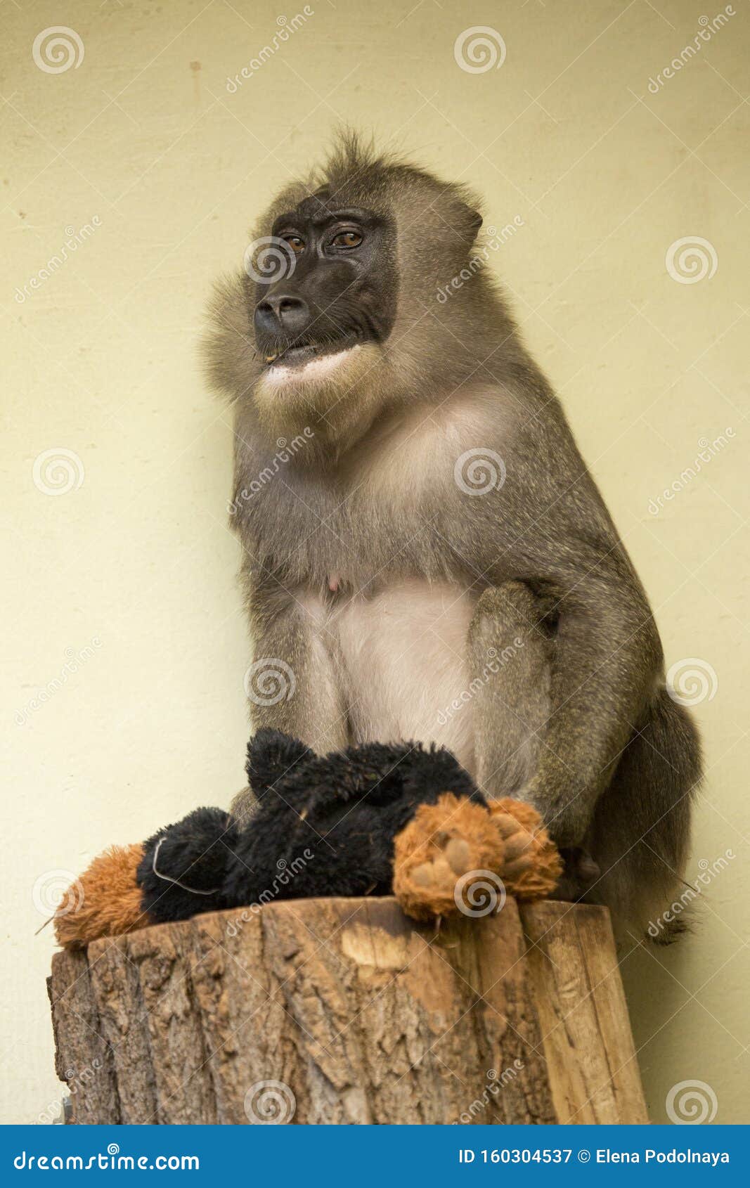 The Drill Mandrillus Leucophaeus. Stock Image - Image of park, closeup ...
