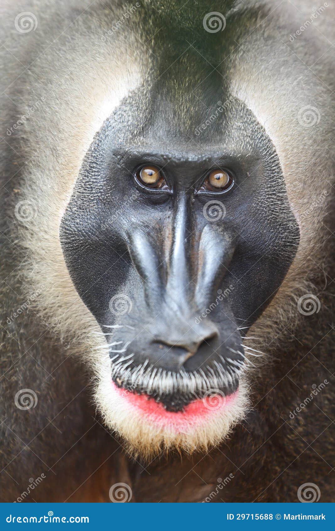 Drill monkey stock photo. Image of drill, mature, baboon - 29715688