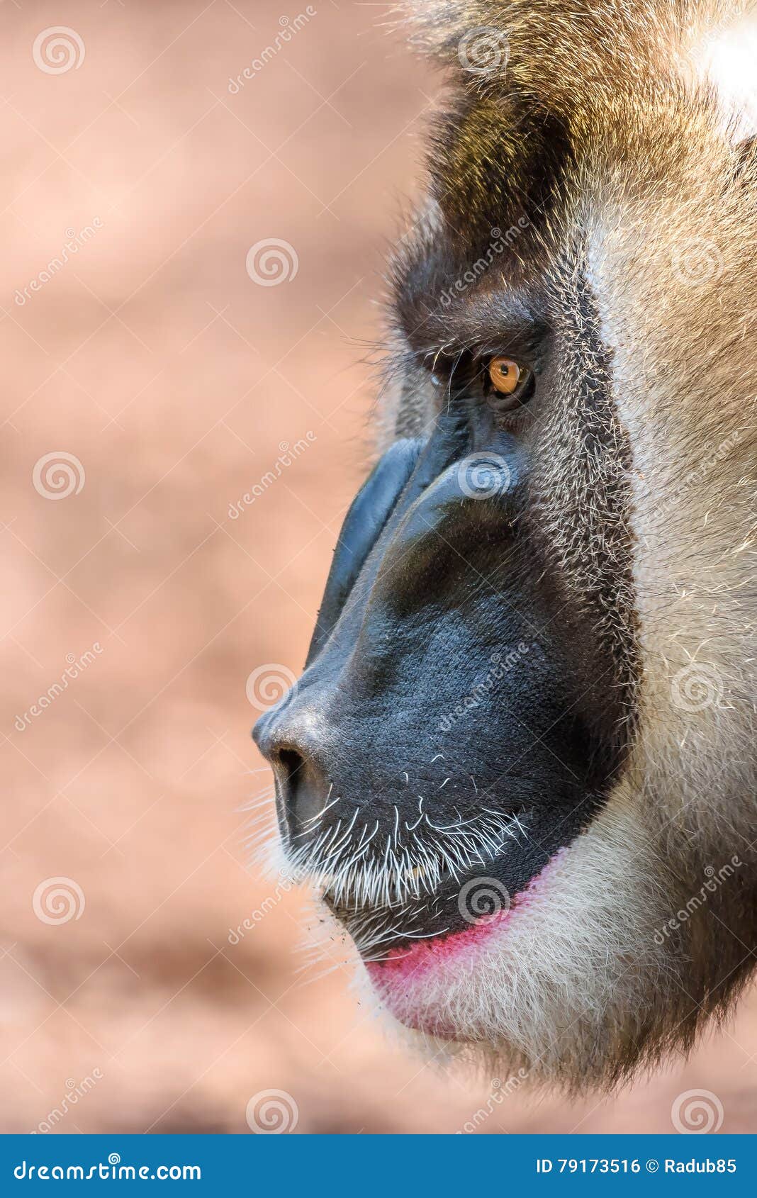 Drill Monkey (Mandrillus Leucophaeus) Stock Photo - Image of animal ...
