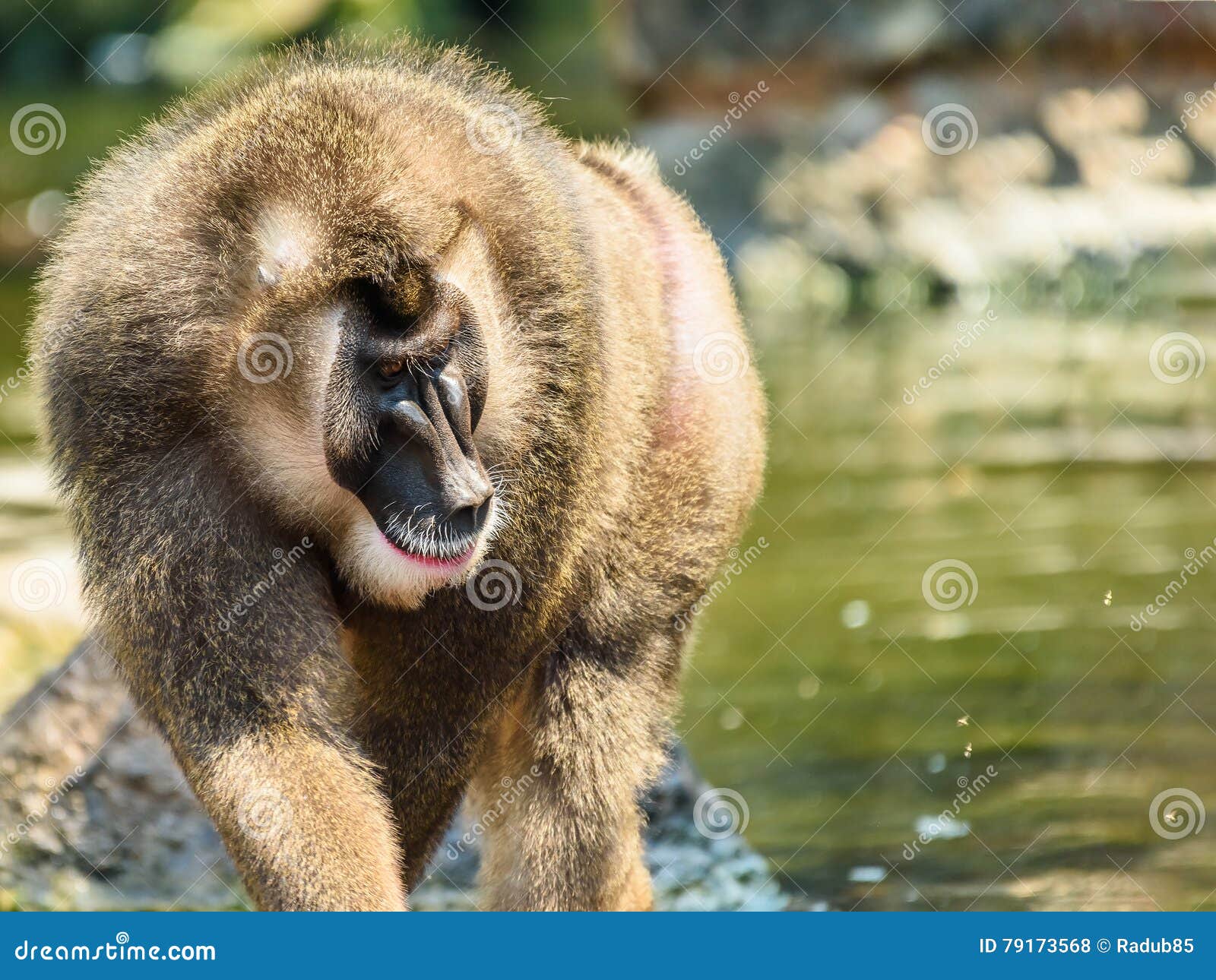 Drill Monkey (Mandrillus Leucophaeus) Stock Photo - Image of head ...