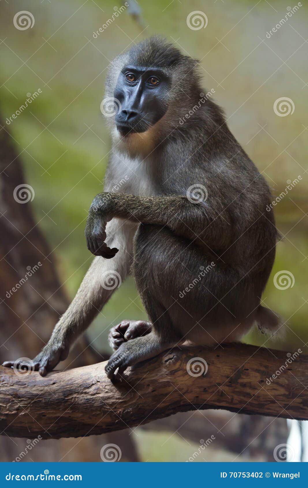 Drill Monkey (Mandrillus Leucophaeus). Stock Photo - Image of nature ...