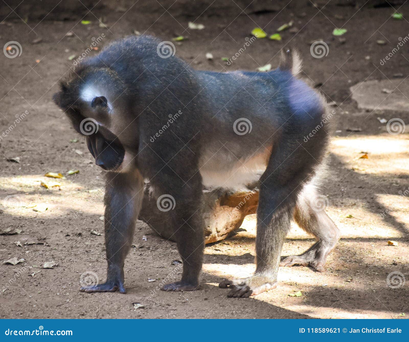 A Drill Monkey Searching for Food Stock Image - Image of drill ...