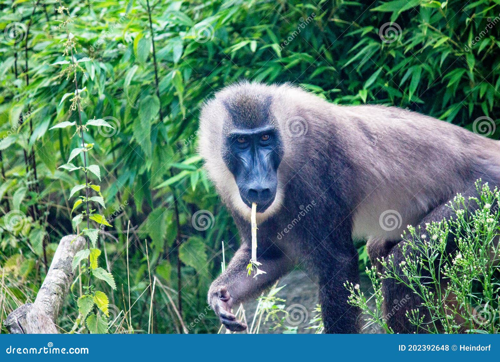 The Drill is a Primate of the Family Cercopithecidae, Mandrillus ...