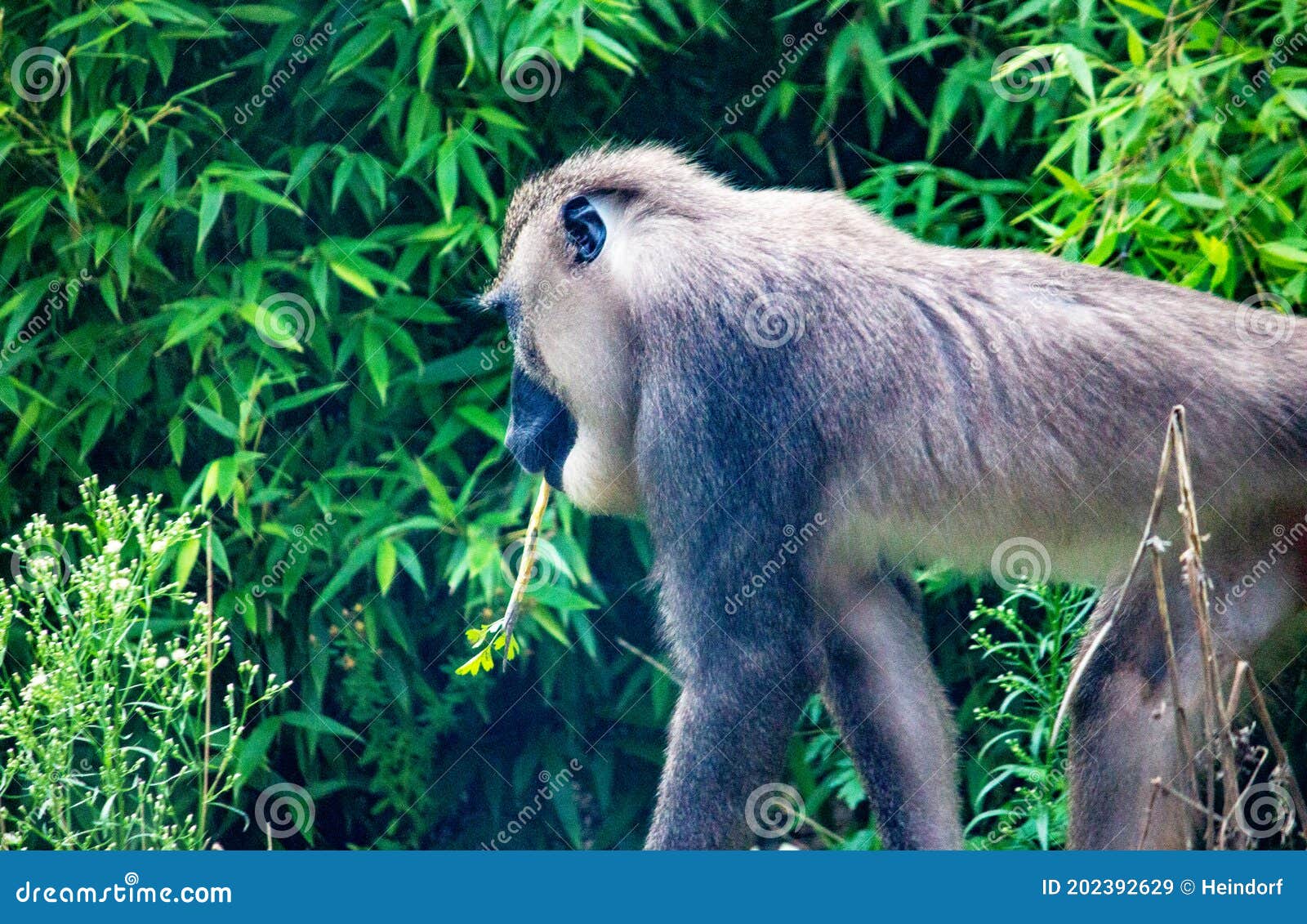 The Drill is a Primate of the Family Cercopithecidae, Mandrillus ...