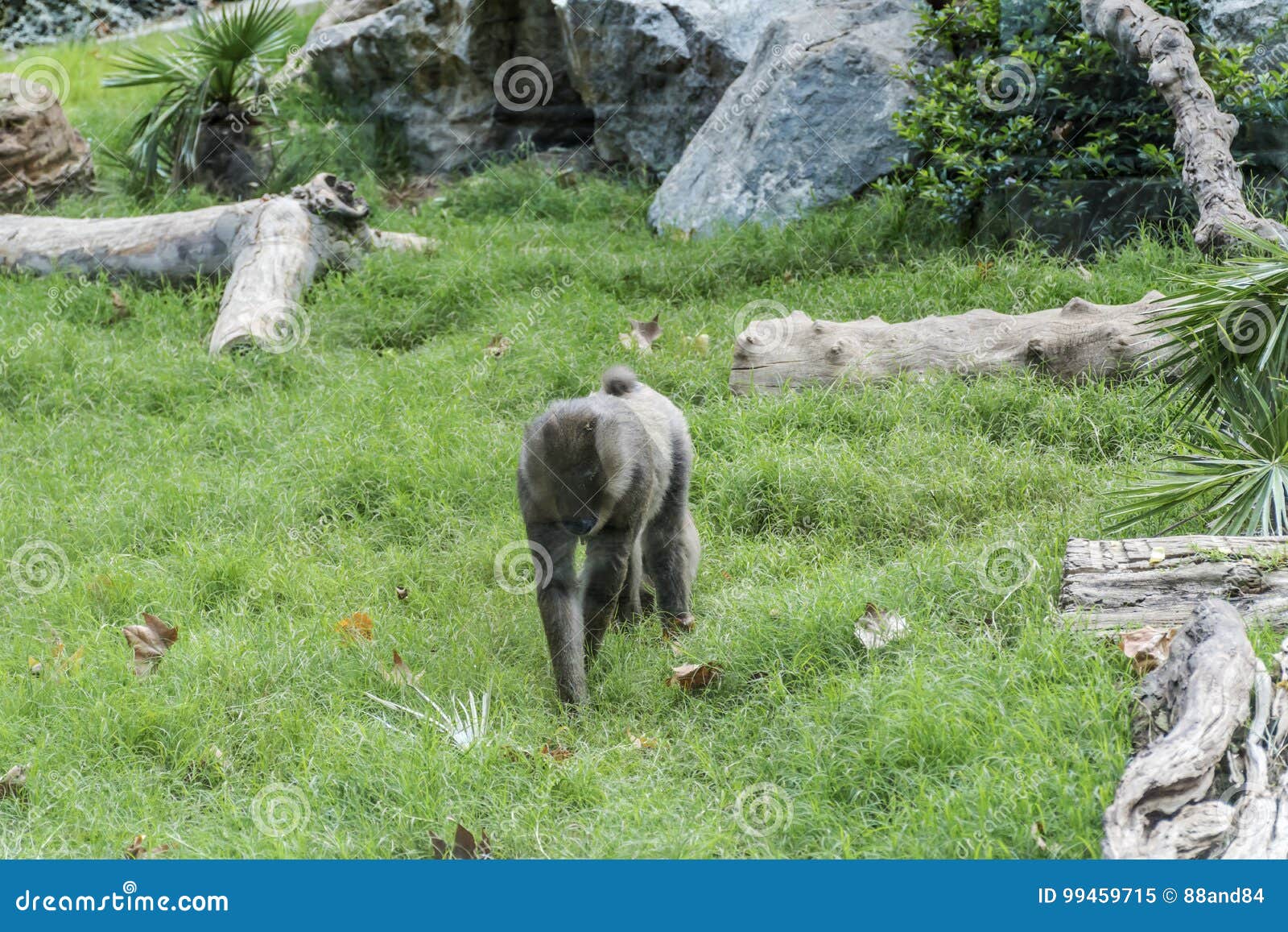 Drill monkey stock image. Image of green, grass, rainforest - 99459715