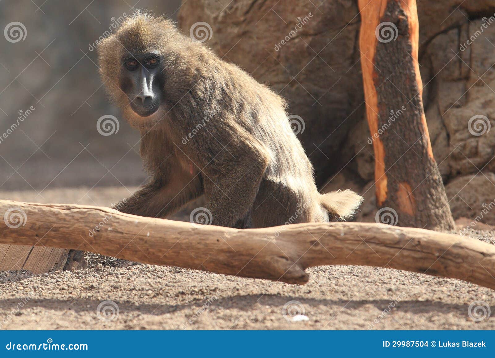 Drill stock photo. Image of world, monkey, head, mandrillus - 29987504