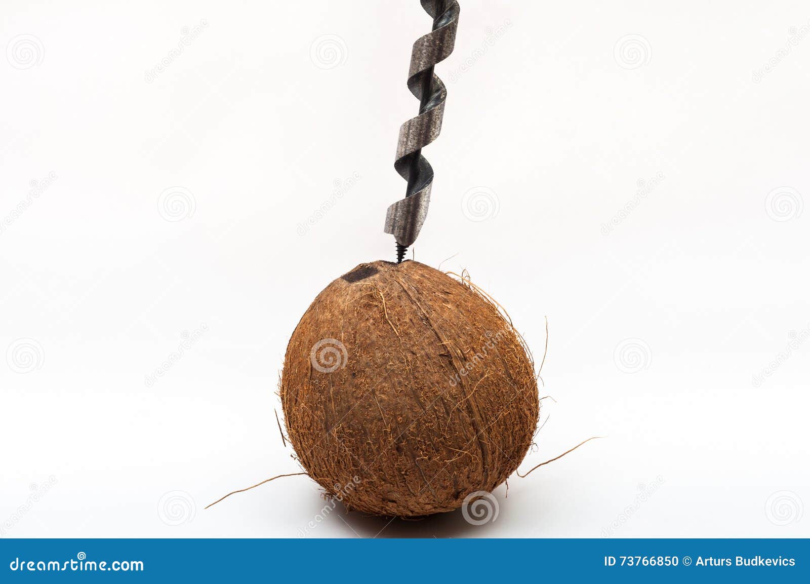 Drilling into coconut stock photo. Image of diet, round - 73766850