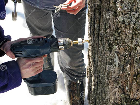 Drilling a Hole in Maple Tree Stock Image - Image of tree, teamwork ...