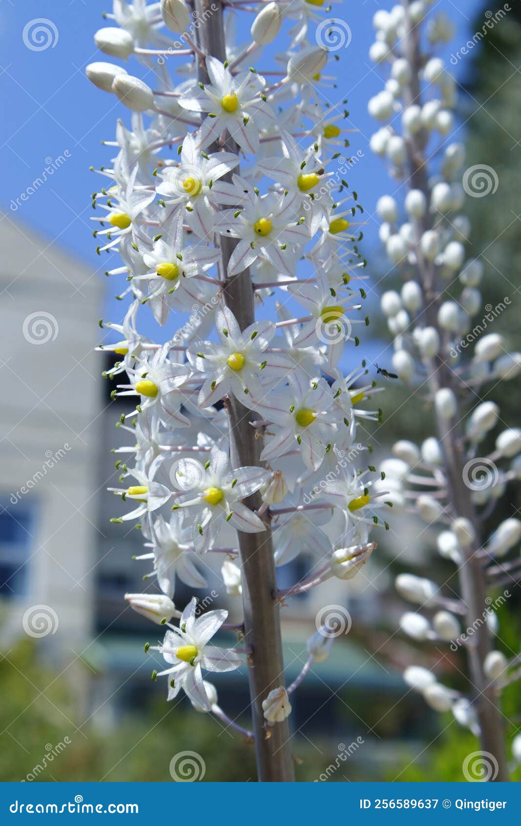 Drimia Maritima. Beautiful White Flowers Stock Image - Image of white ...