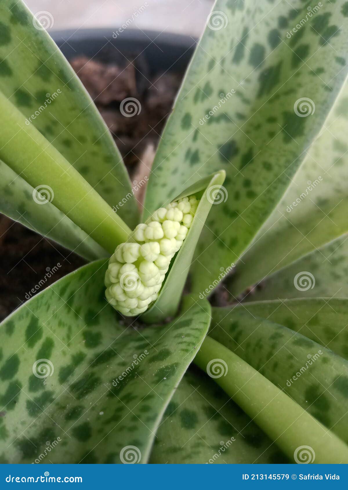 Drimiopsis Botryoides Baker are Blooming in the Garden Stock Image ...