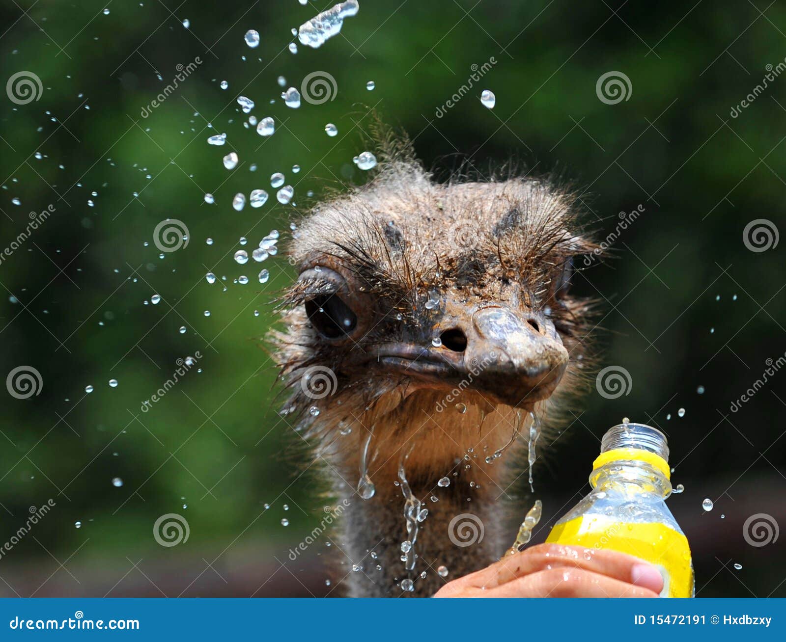 Drink water stock image. Image of curious, africa, green - 15472191
