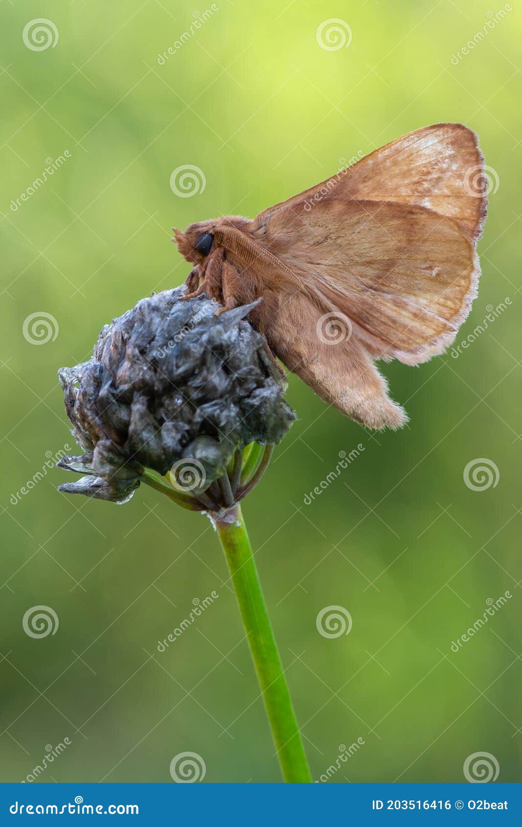 The Drinker - Euthrix Potatoria Stock Photo - Image of potatoria ...