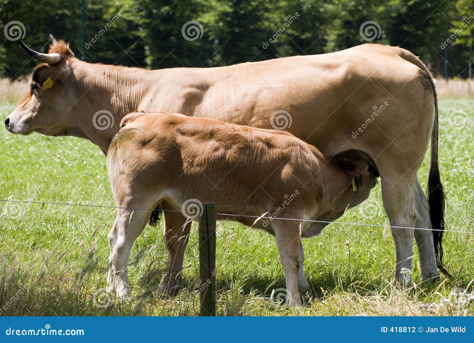 3,045 Drinking Calf Stock Photos - Free & Royalty-Free Stock Photos ...