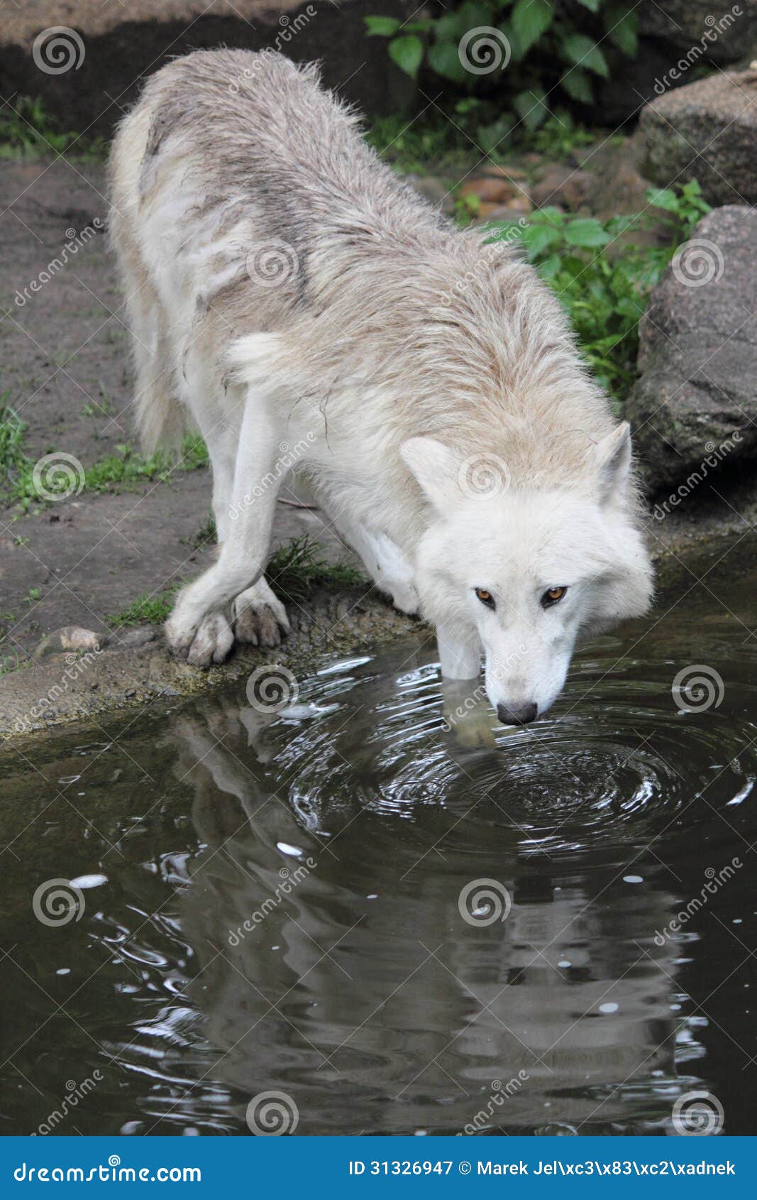 Drinking Arctic wolf stock image. Image of lupus, water - 31326947