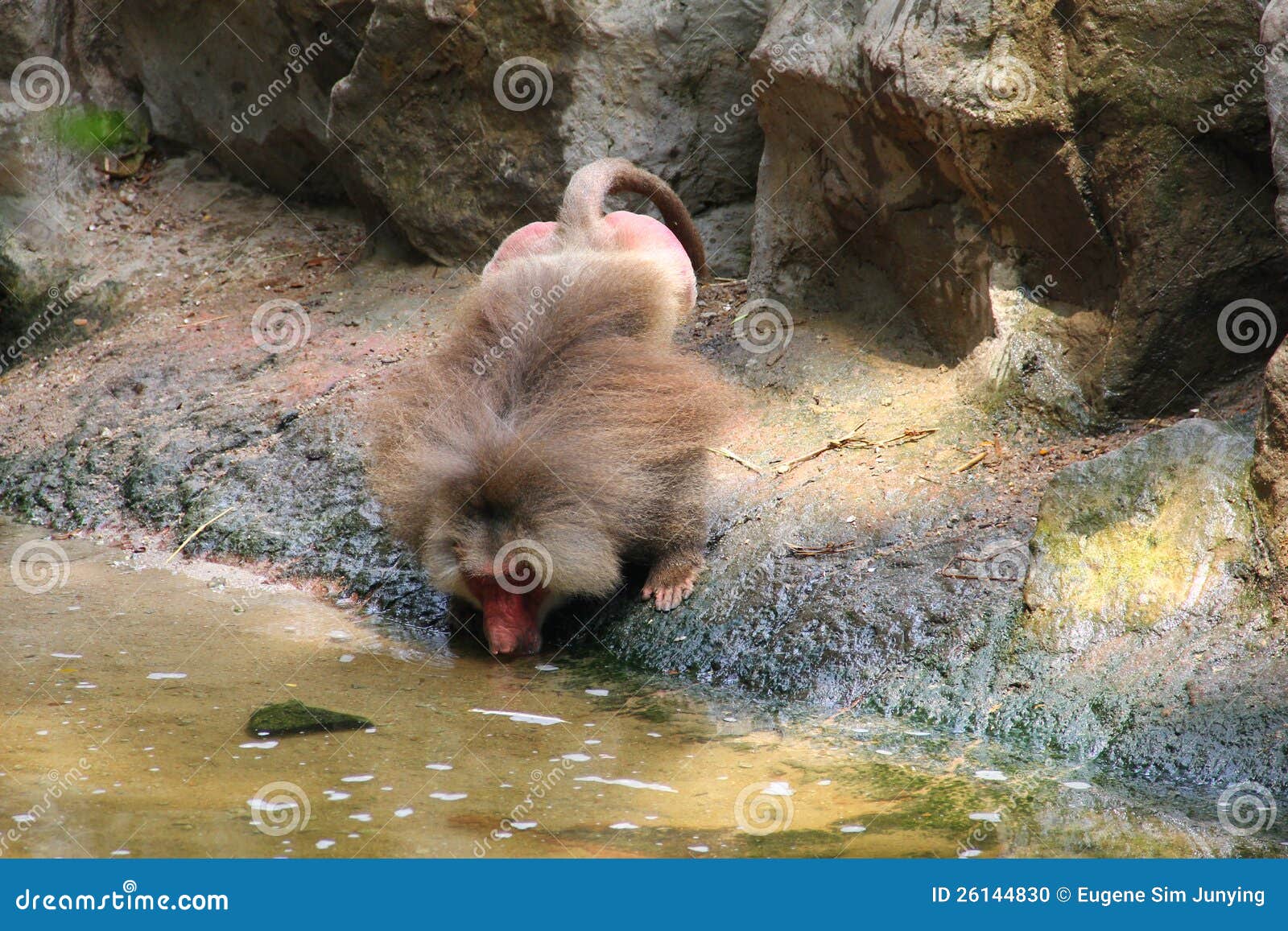 Drinking baboon stock photo. Image of papio, primate - 26144830