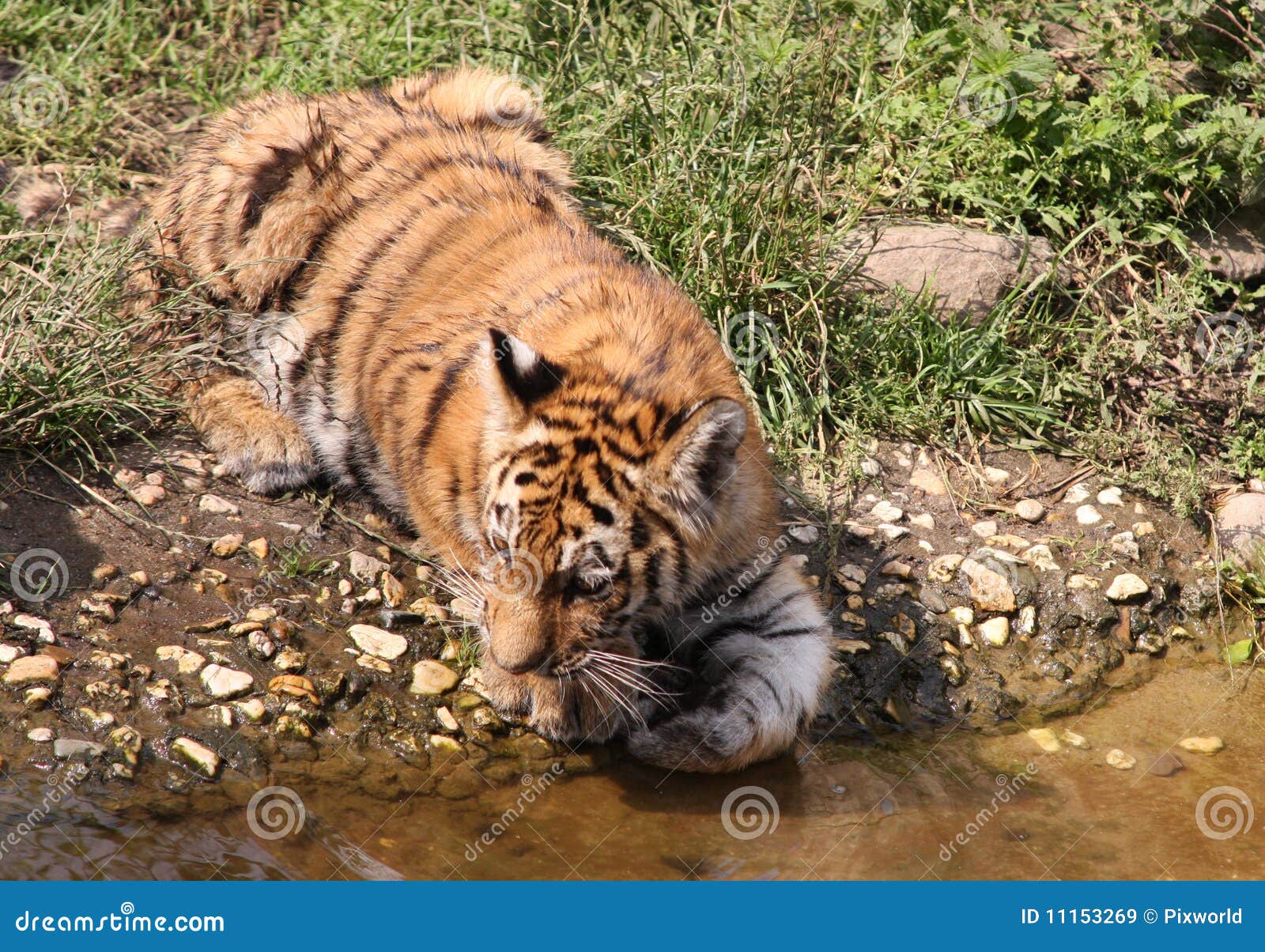 Drinking babytiger stock image. Image of cute, tigerbaby - 11153269