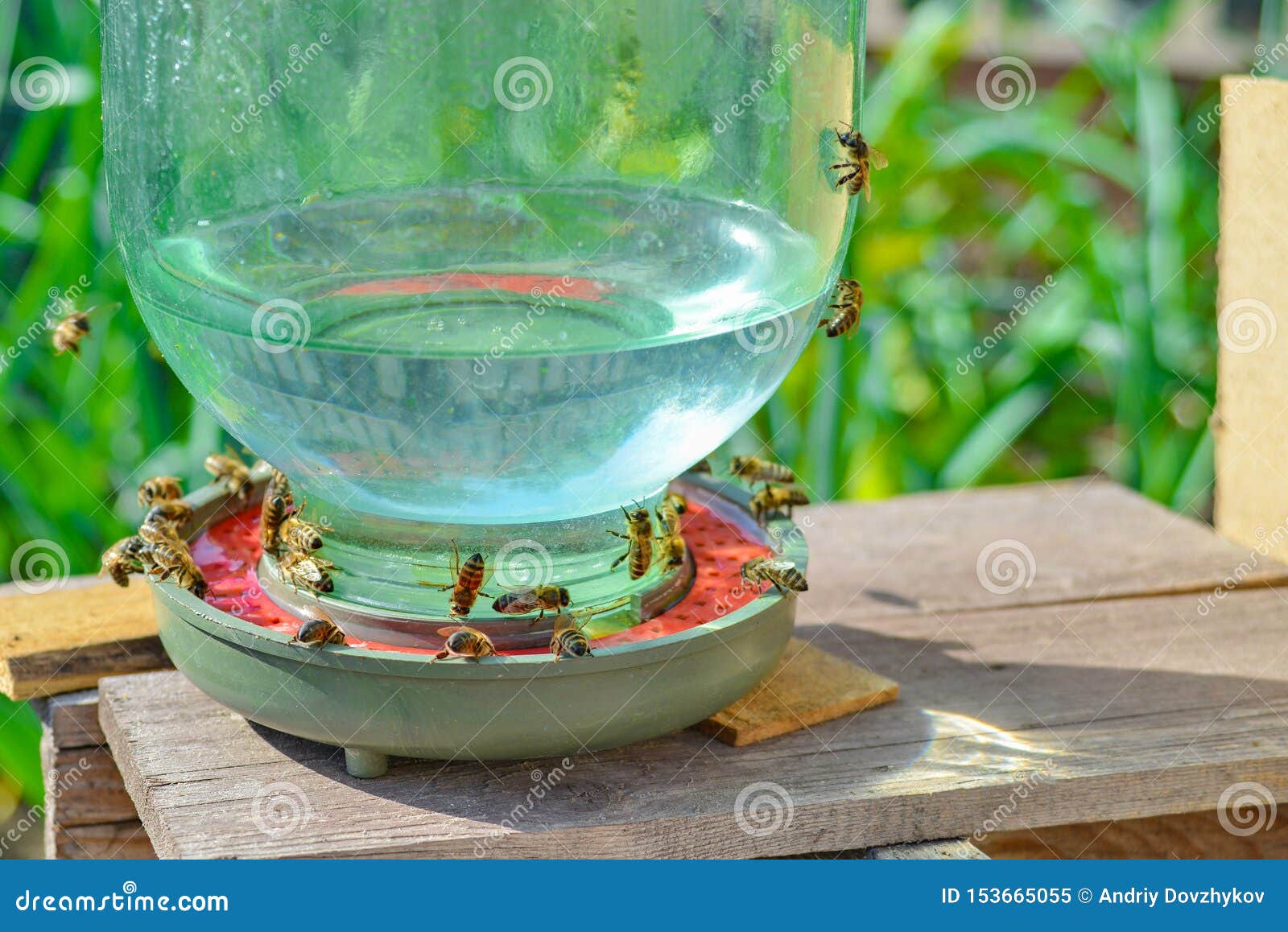 Drinking Bowl for Bees in an Apiary Close-up Stock Image - Image of ...