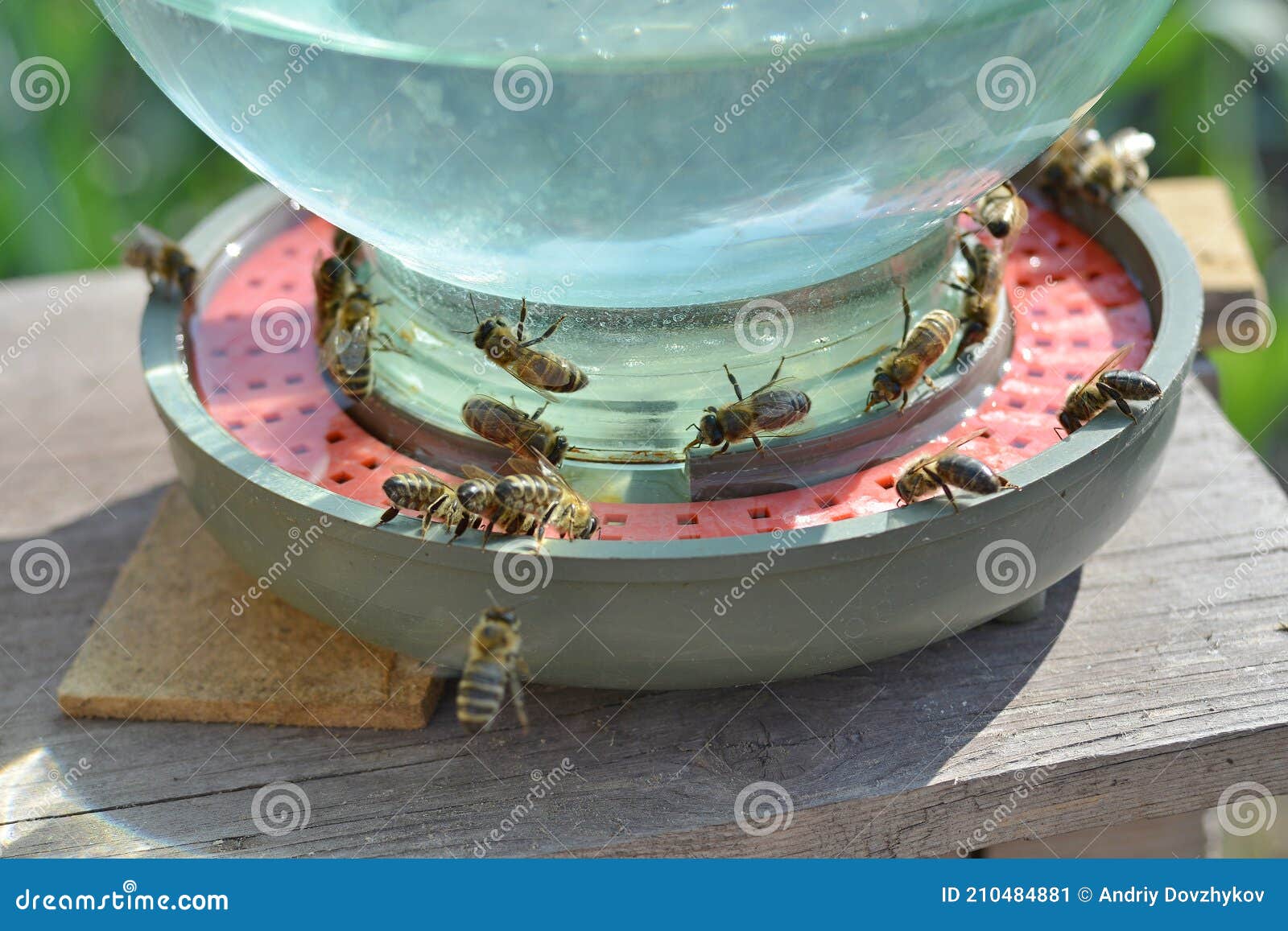 Drinking Bowl with Water for Bees in the Apiary Stock Image - Image of ...