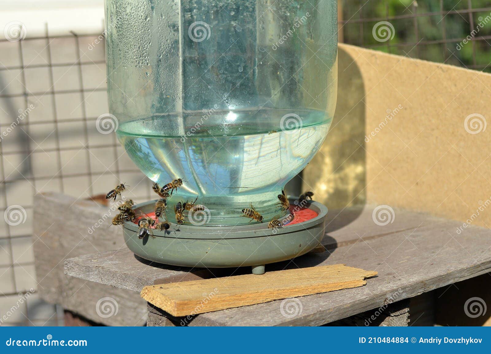 Drinking Bowl with Water for Bees in the Apiary Stock Photo - Image of ...
