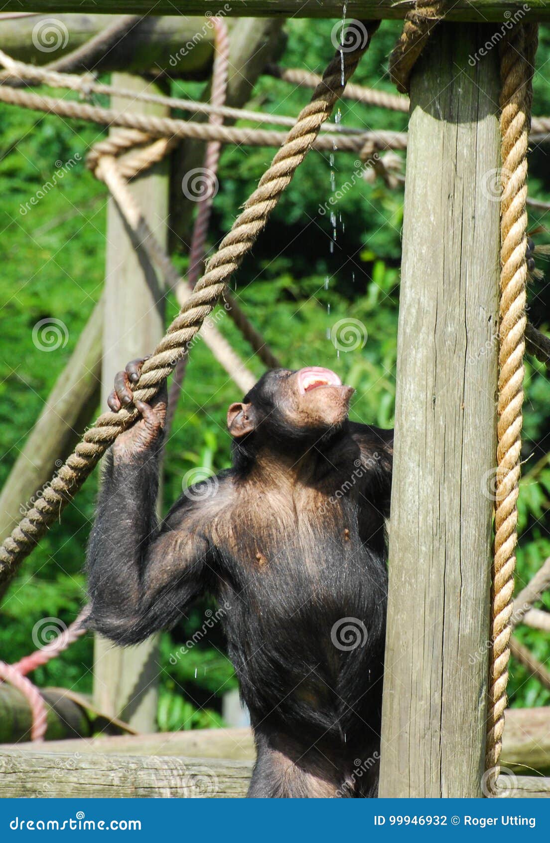 Drinking Chimp stock photo. Image of liquid, drinking - 99946932