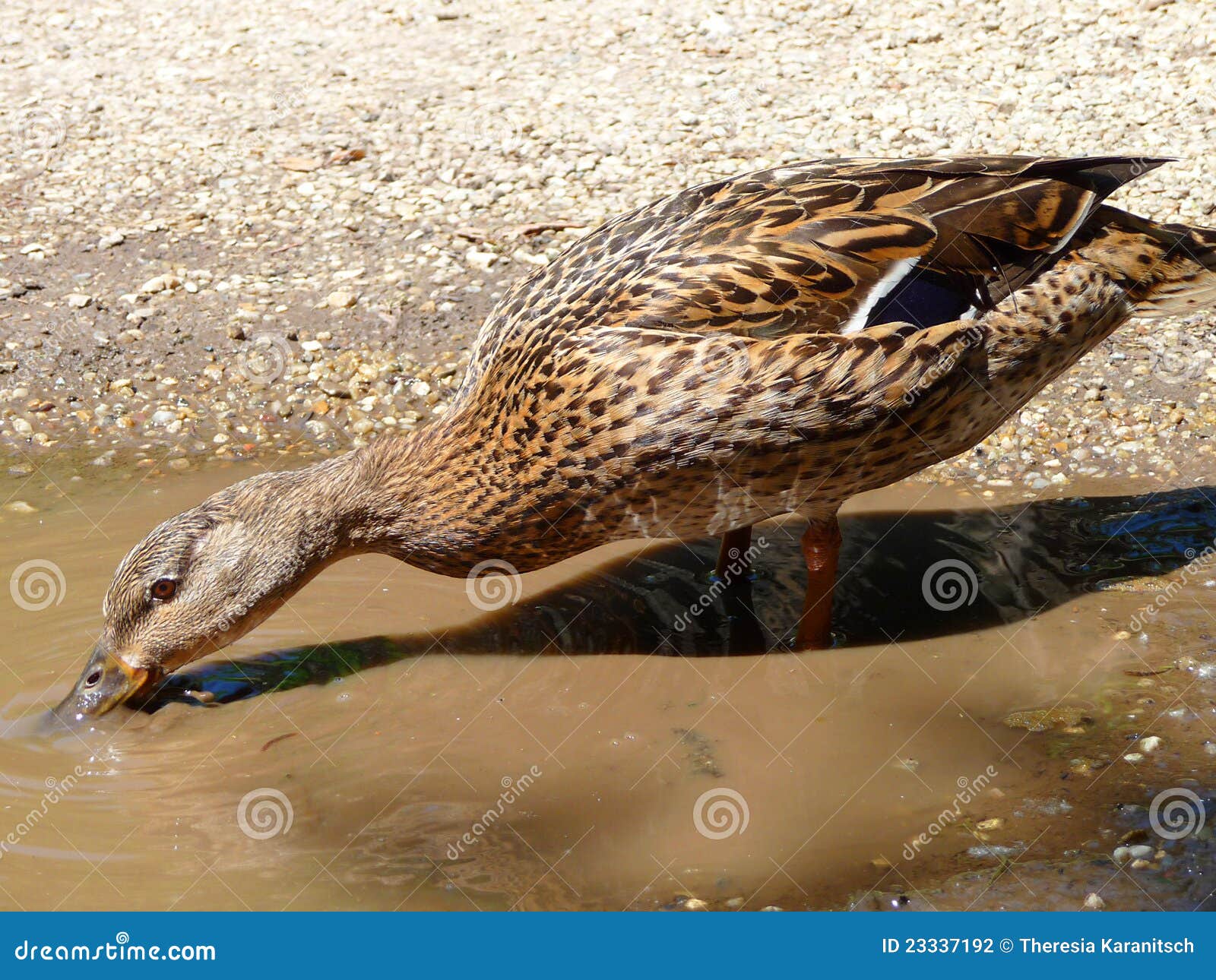 Drinking duck stock photo. Image of drink, water, light - 23337192