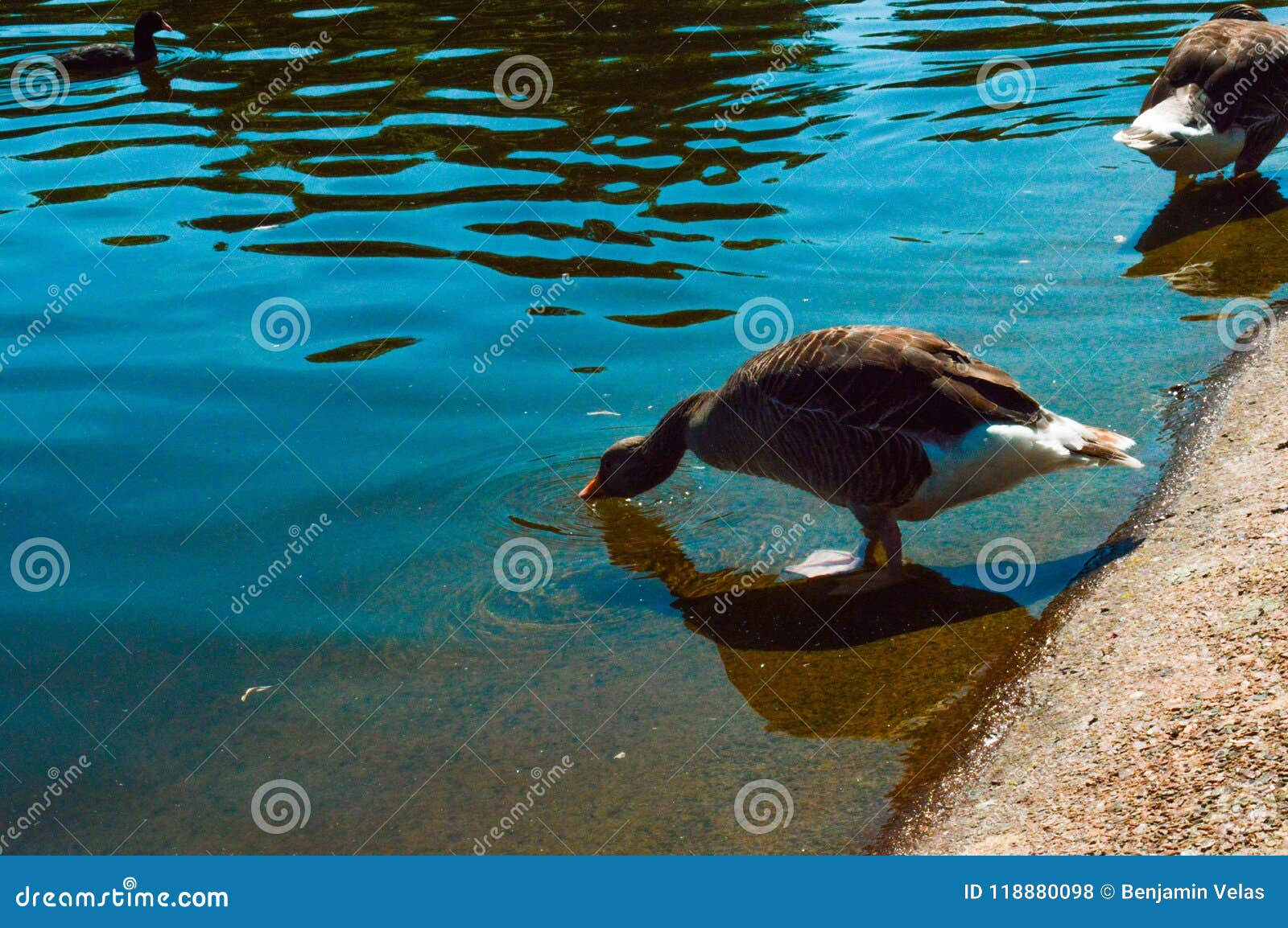 Drinking duck stock photo. Image of water, drinking - 118880098