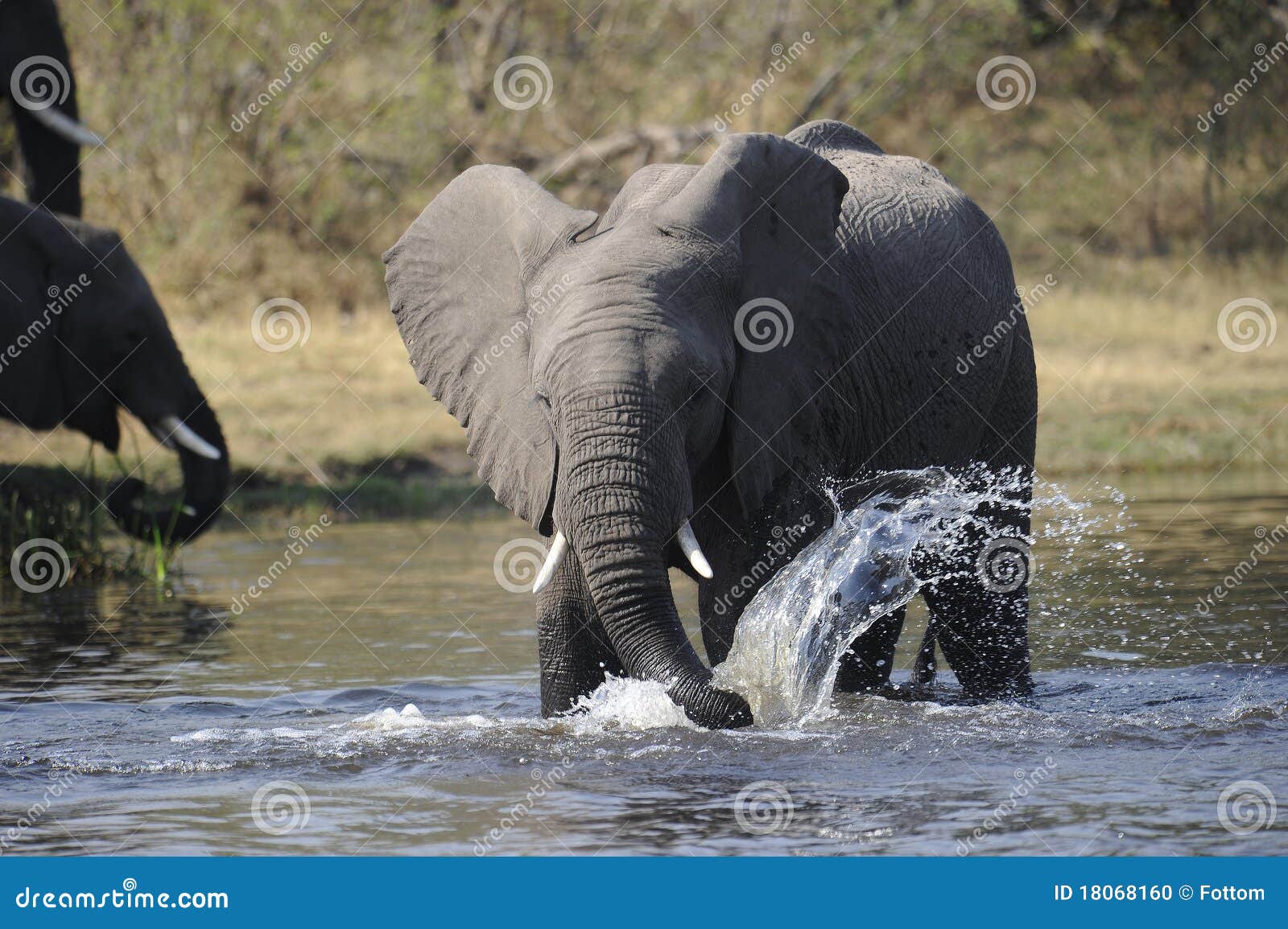Drinking Elephant stock photo. Image of river, africa - 18068160
