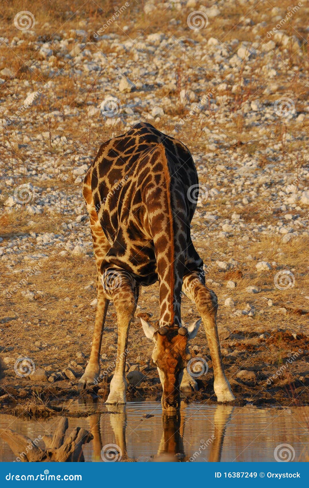 Drinking Giraffe stock image. Image of park, waterhole - 16387249