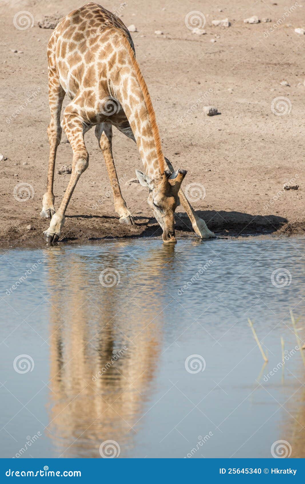 Drinking giraffe stock photo. Image of destination, park - 25645340