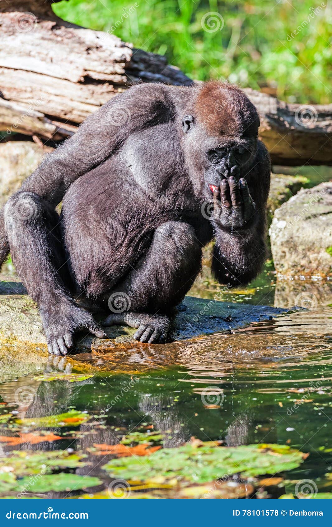 The drinking gorilla stock photo. Image of river, lake - 78101578