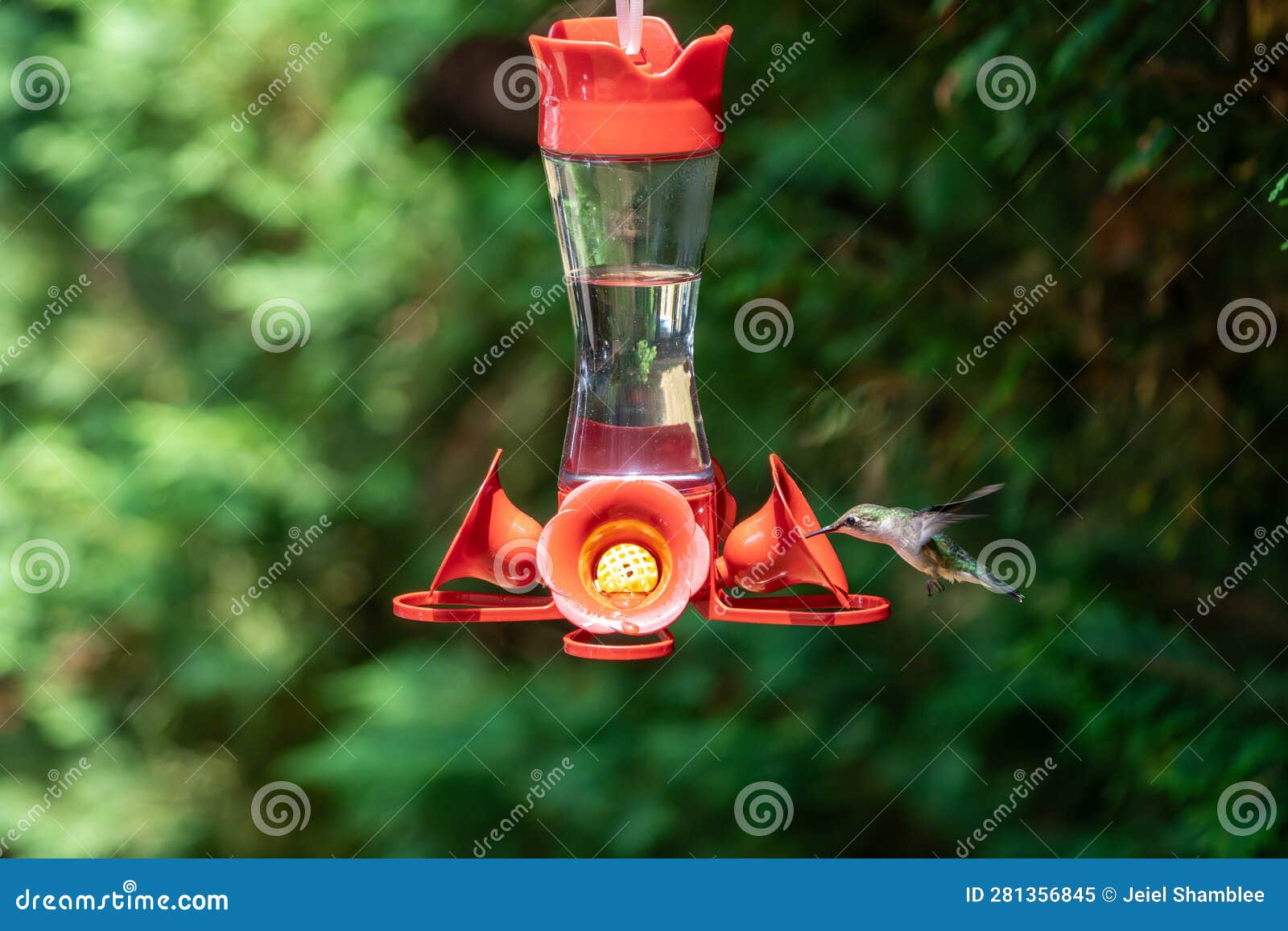 Drinking green hummingbird stock image. Image of wing - 281356845