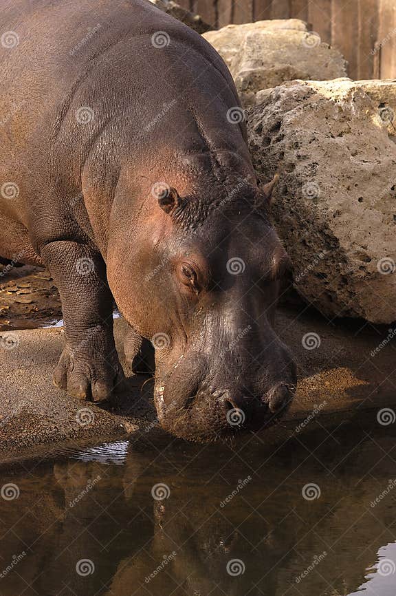Drinking Hippo stock image. Image of animal, drinking, hippo - 228087