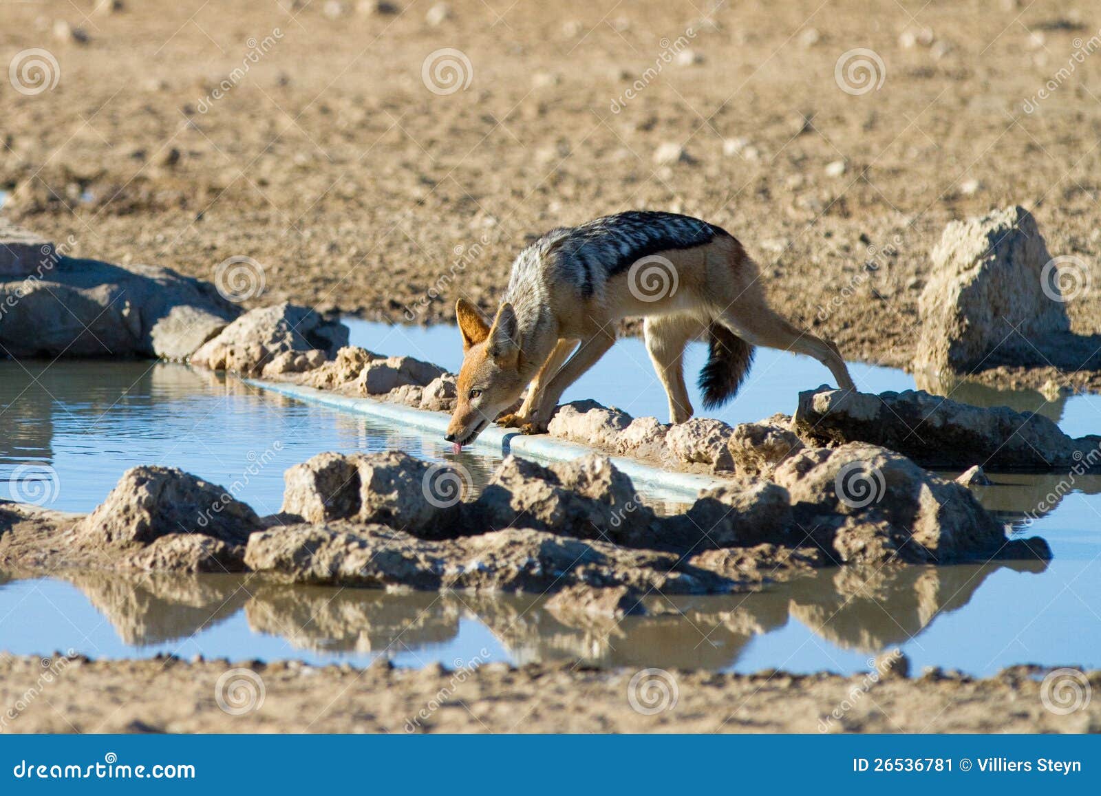 Drinking jackal stock image. Image of desert, predator - 26536781