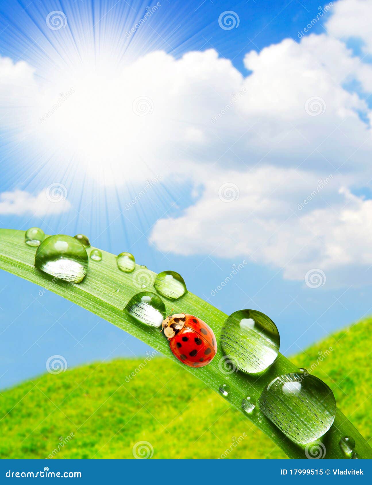 Drinking ladybug. stock image. Image of fresh, environment - 17999515