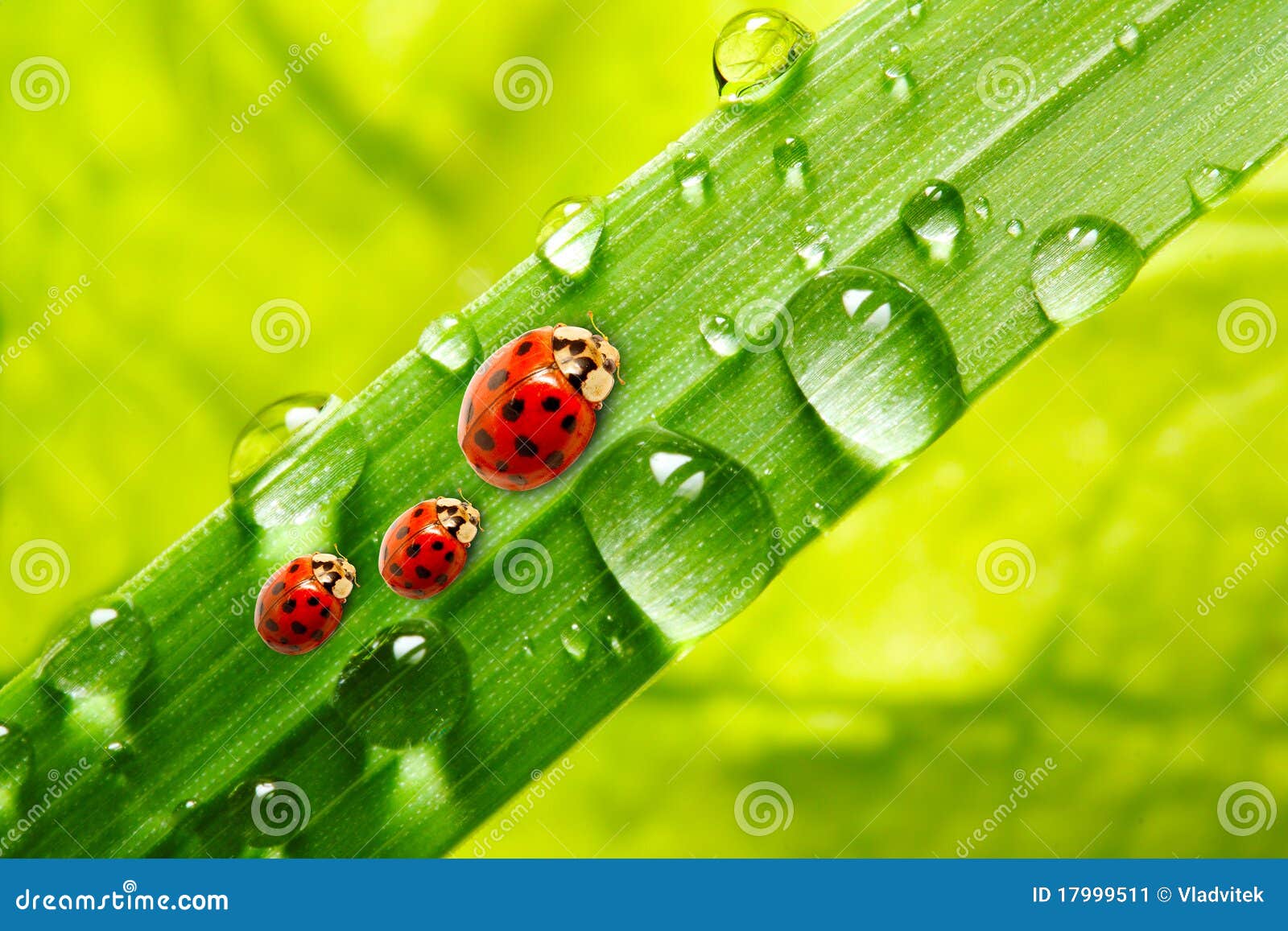 Drinking ladybugs. stock image. Image of cleanness, family - 17999511