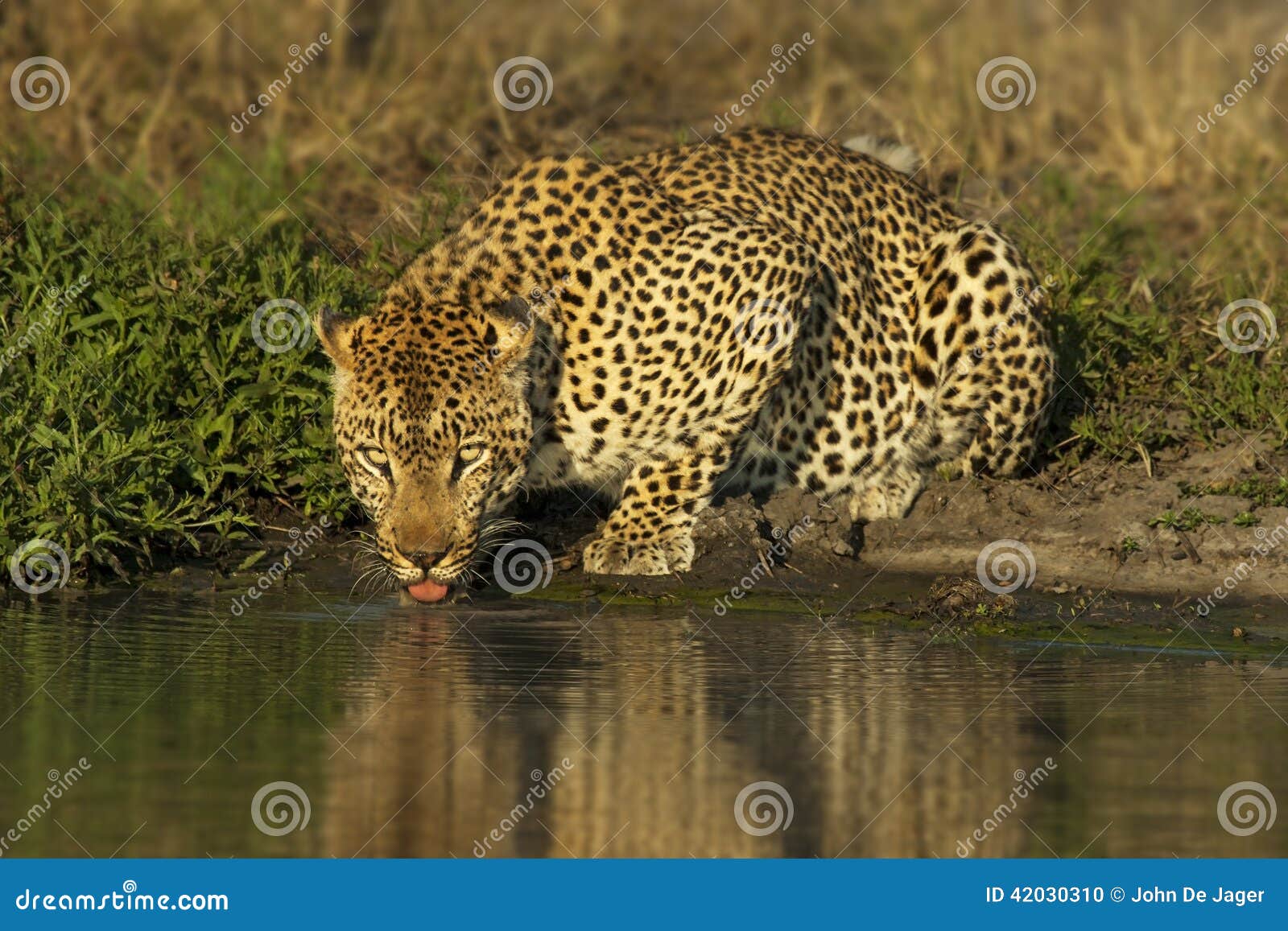 Leopard Drinking from a Pond Stock Photo - Image of african, felidae ...