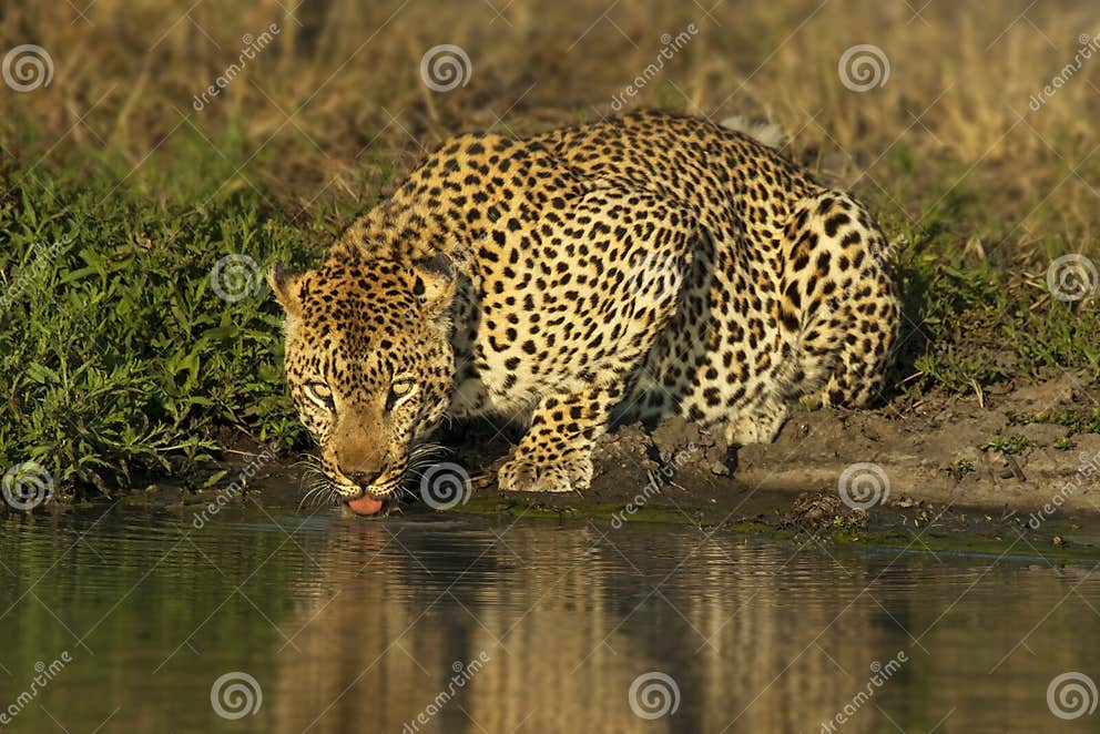 Leopard Drinking from a Pond Stock Photo - Image of african, felidae ...
