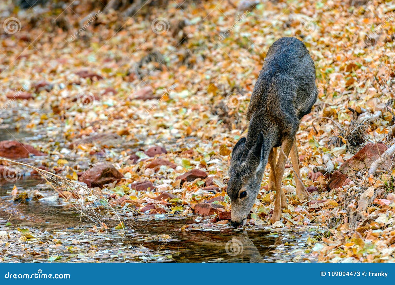 Mule Deer Odocoileus Hemionus in Zion National Park Stock Image - Image ...
