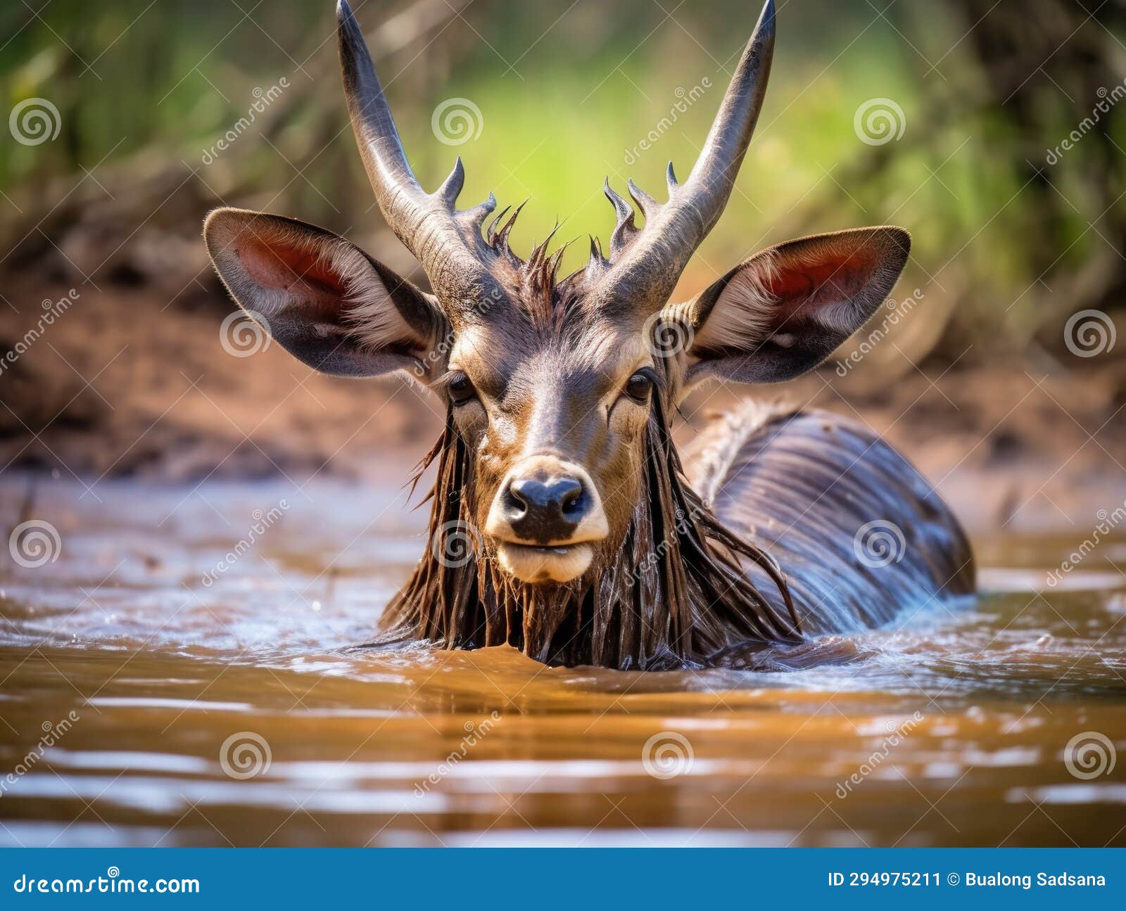 Nyala Cartoons, Illustrations & Vector Stock Images - 435 Pictures to ...