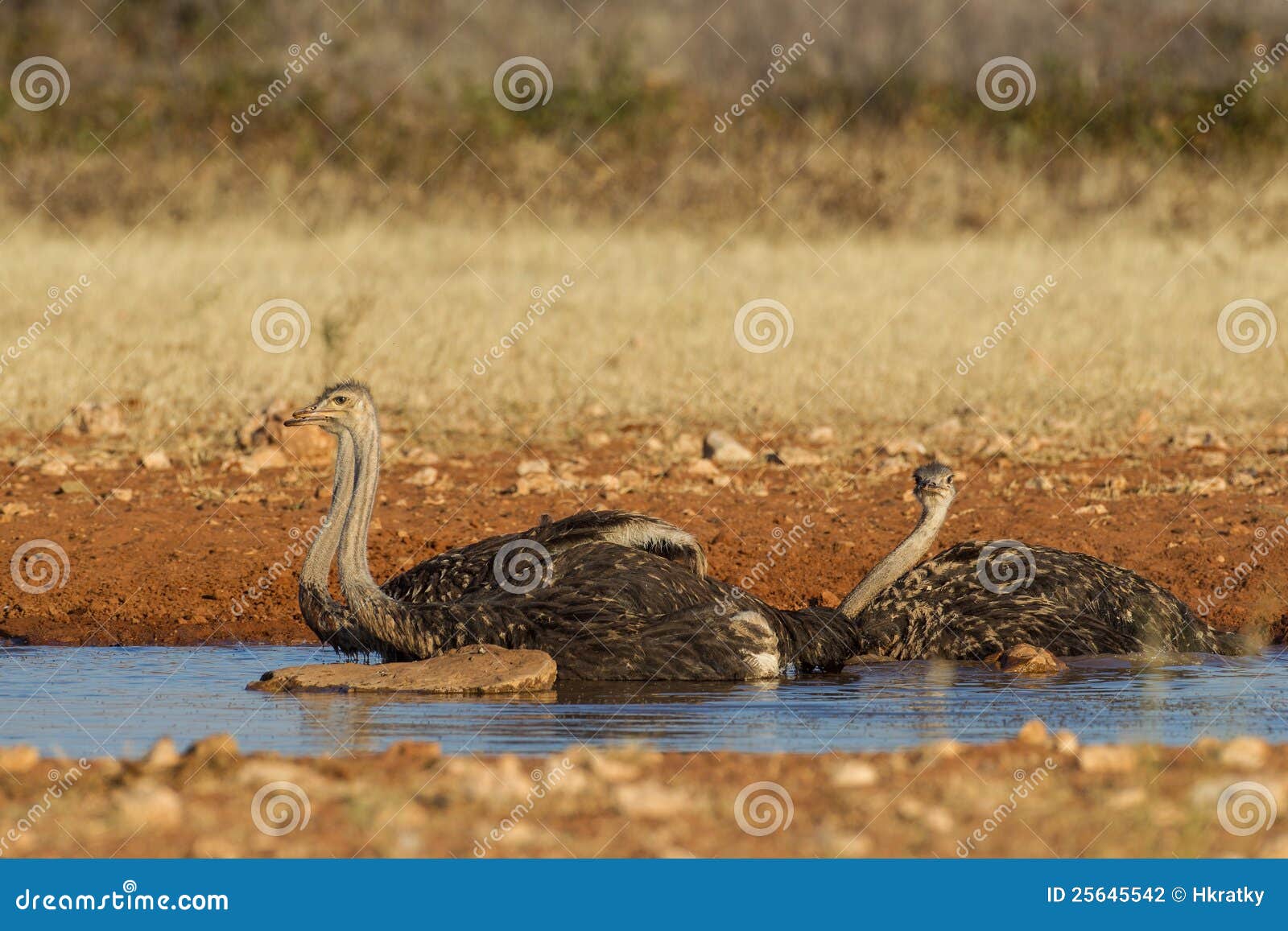 Drinking Ostrich stock photo. Image of exotic, portrait - 25645542