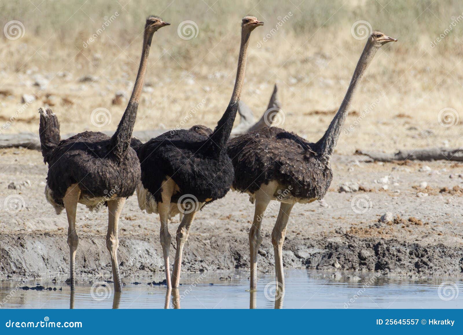 Drinking Ostrich stock image. Image of national, wild - 25645557